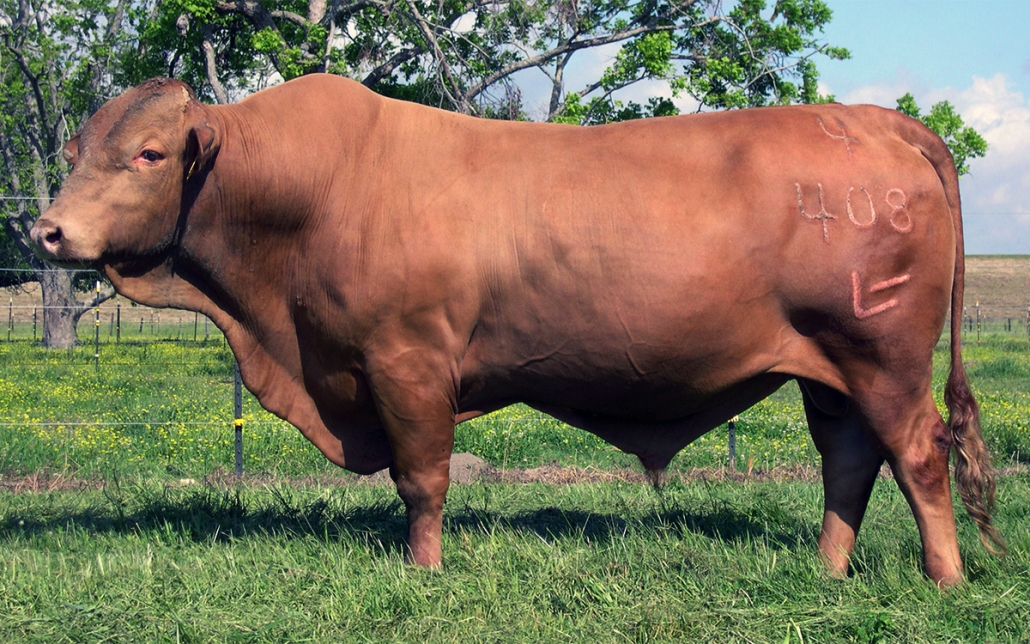 Home - Isa Beefmasters