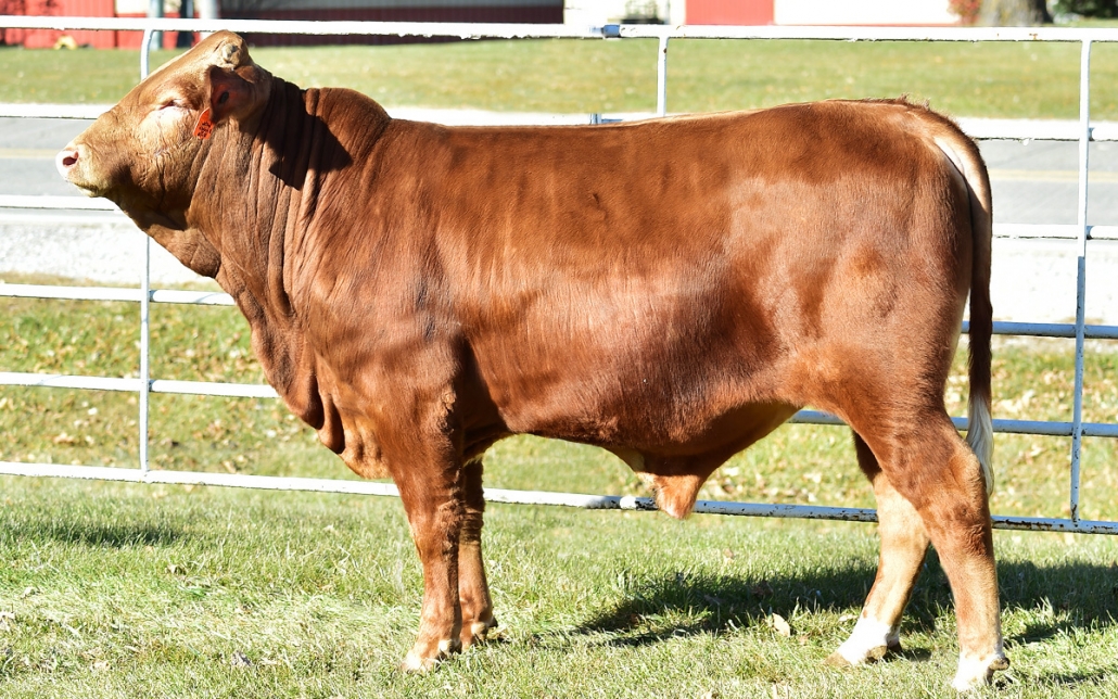 Home - Isa Beefmasters