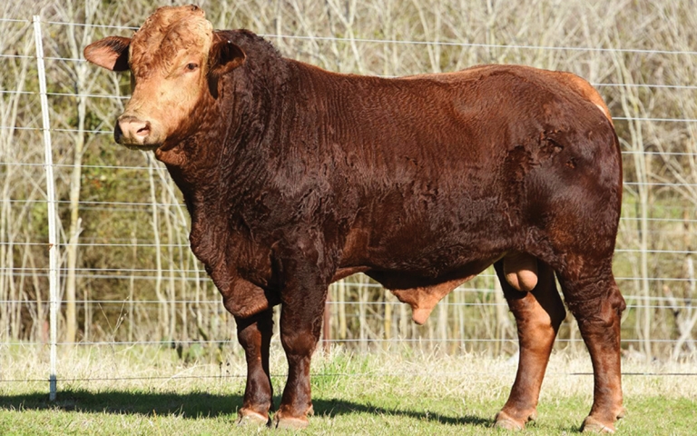 Home - Isa Beefmasters