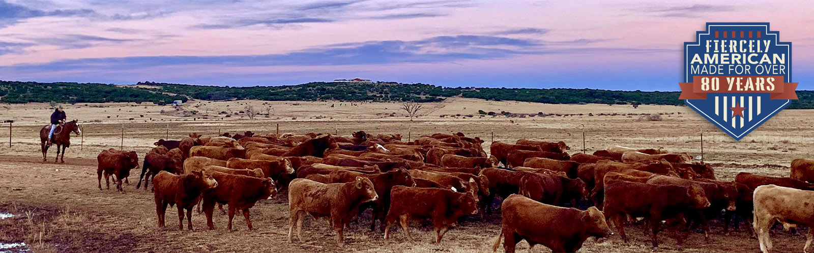 IsaBeefmasters: Cattle From the Founding Lasater Family
