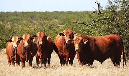 Top Quality Beefmaster Bulls | Isa Beefmasters