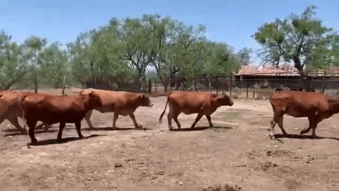 IsaBeefmasters: Cattle From the Founding Lasater Family