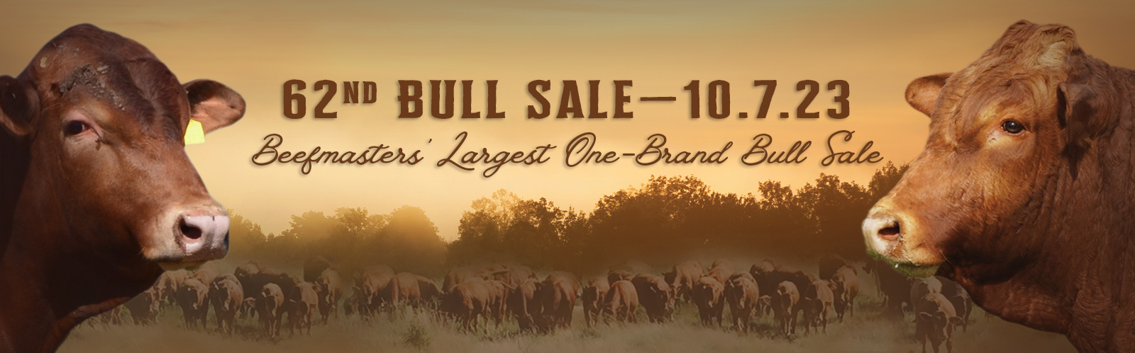 Isa Beefmasters: Bulls, Cattle for Sale from The Lasater Beefmaster Family