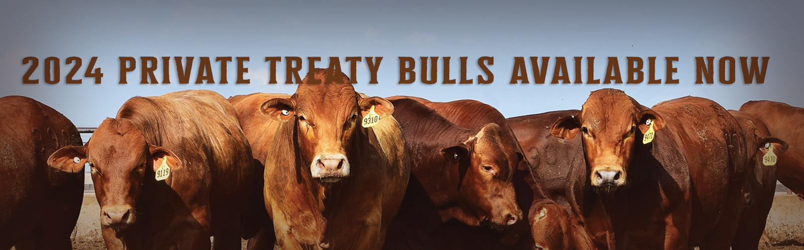 Isa Beefmasters: Bulls, Cattle for Sale from The Lasater Beefmaster Family