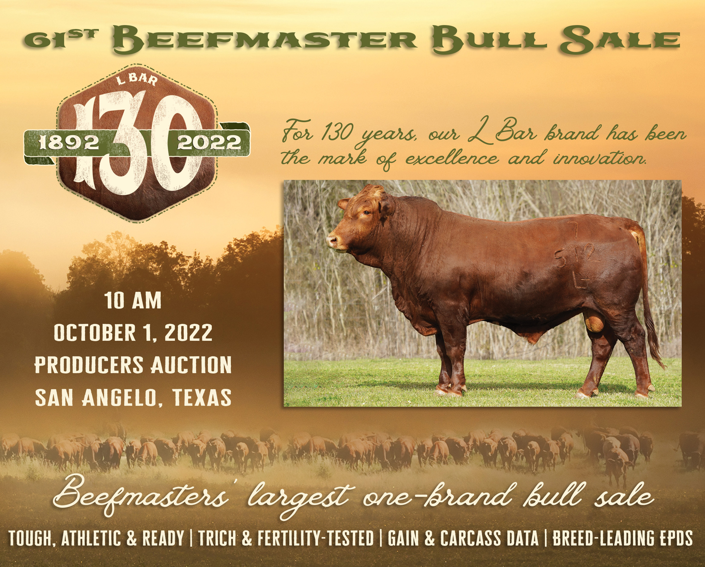 Annual Beefmaster Bull Sale | Top Quality Beefmaster Bulls
