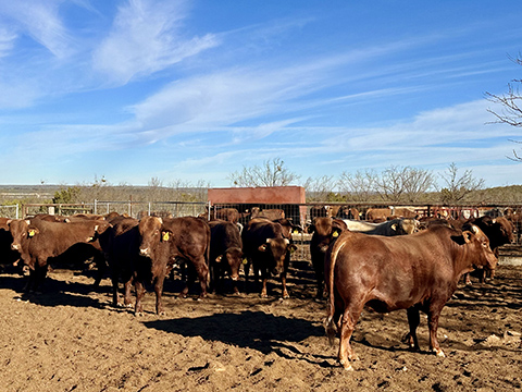 Isa Beefmasters: Bulls, Cattle for Sale from The Lasater Beefmaster Family